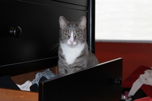 40 Ways Pets & Kids Give New Meaning To Home Organization | The ...